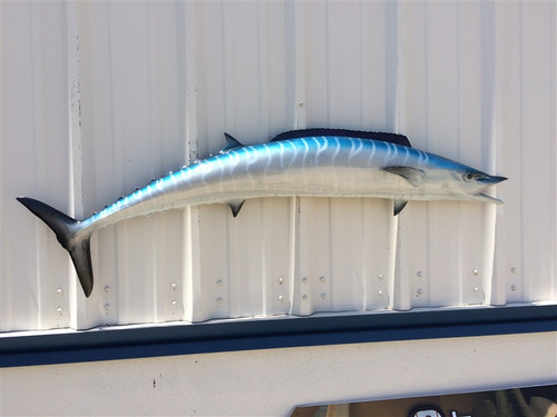 Wahoo Mounts By Mount This Fish | Wahoo Fish Mounts