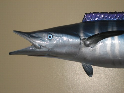 53 Inch Wahoo Half Mount Wahoo Half Sided Fish Replica
