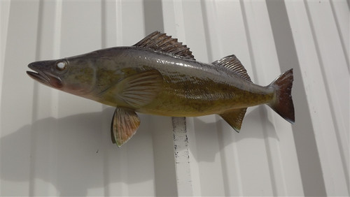 Walleye Mounts By Mount This Fish | Walleye Fish Mounts