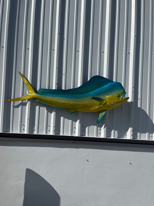 46 Inch Bull Dolphin Fish Mount Replica In Stock For Sale