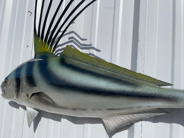44 Inch Roosterfish Half Mount Roosterfish Half Sided Fish Replica