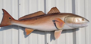 36" Redfish Full Mount Fish Replica Customer Proofs 22170 - Mount This ...