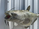 34 Inch Channel Catfish Fish Mount Replica Reproduction For Sale