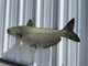34 Inch Channel Catfish Fish Mount Replica Reproduction For Sale