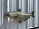34 Inch Channel Catfish Fish Mount Replica Reproduction For Sale