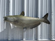 34 Inch Channel Catfish Fish Mount Replica Reproduction For Sale