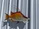 26 Inch Hogfish Fish Mount Replica by Mount This Fish
