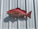 In Stock 32 Inch Red Snapper Mount In Stock 32 Inch Red Snapper Full ...