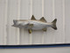41 Inch Snook Mount 41 Inch Snook Full Mount