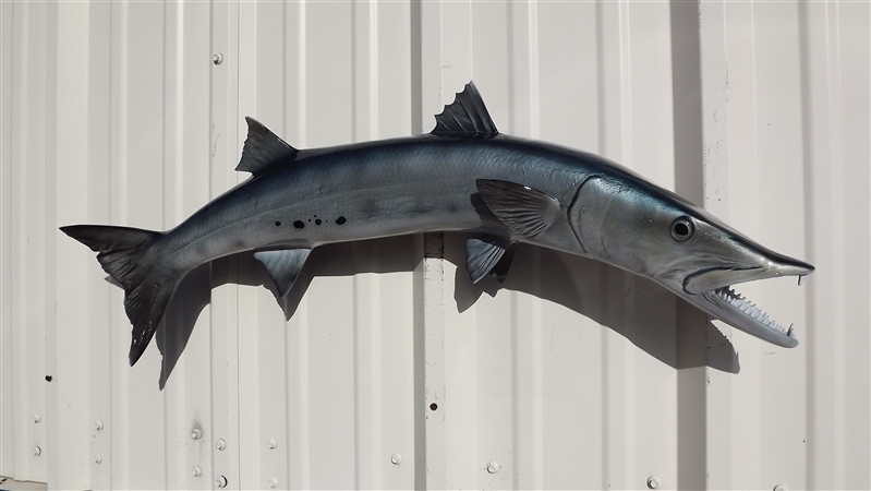 33 Inch Barracuda Fish Mount Replica Reproduction For Sale