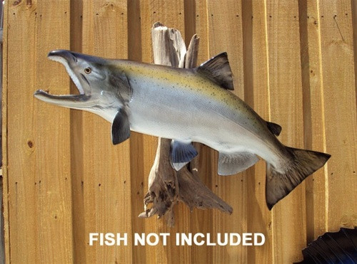 Fish Mount Accessories, Ordinary Fish Mounts, Fish Mount Options ...