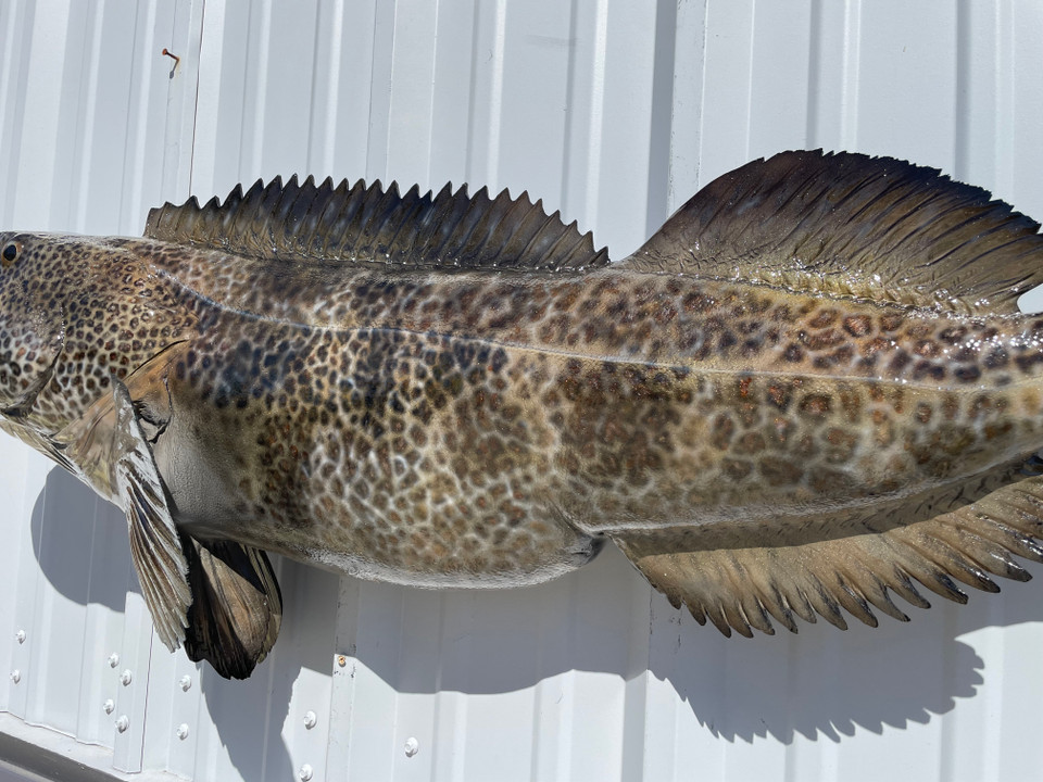 50 Inch Lingcod Mount 50 Inch Lingcod Full Mount 50 Inch Lingcod Replica