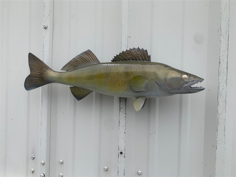 Walleye Fish Mount Two Sided Wall Mount Fish Replica - 21 Inches