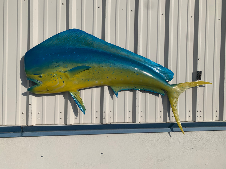65 inch Left Facing Bull Dolphin Half Sided Fish Mount Replica