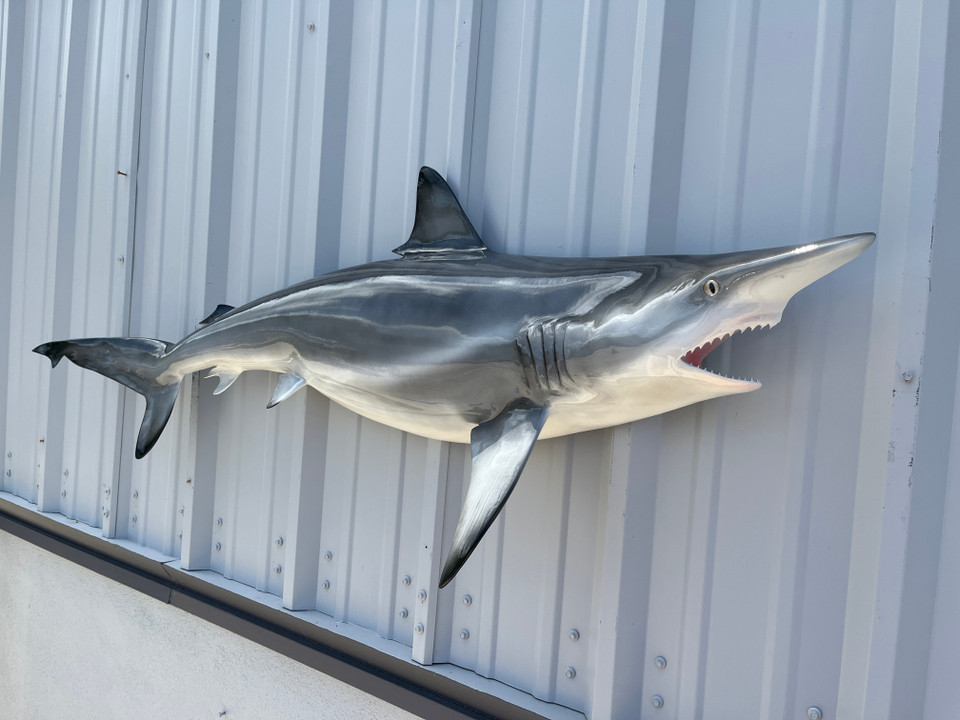 62 Inch Blacktip Shark Replica Mount Reproduction By Mount This