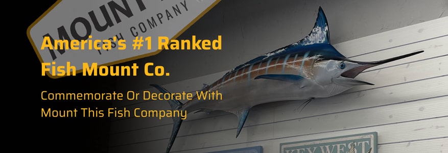 40 Inch Kitty Mitchell Grouper Fish Mount Replica Reproduction