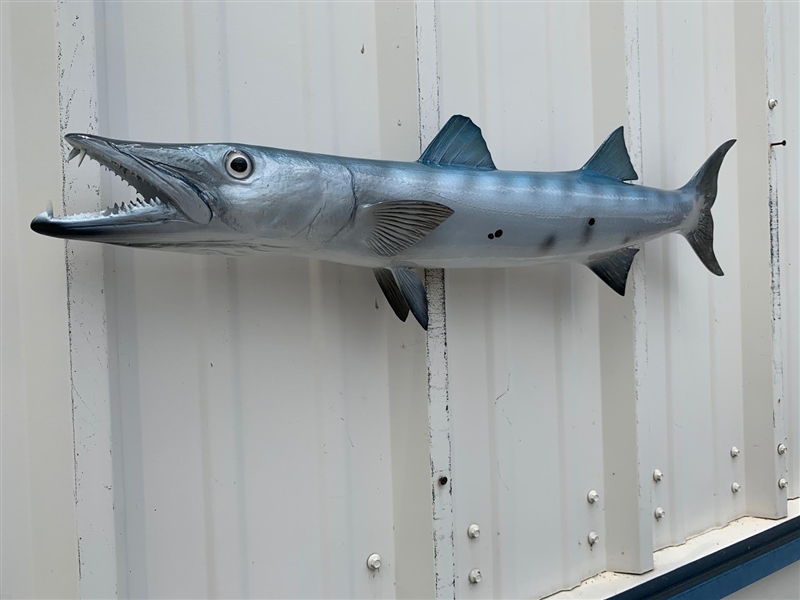 31 Inch Barracuda Fish Mount Replica Reproduction For Sale