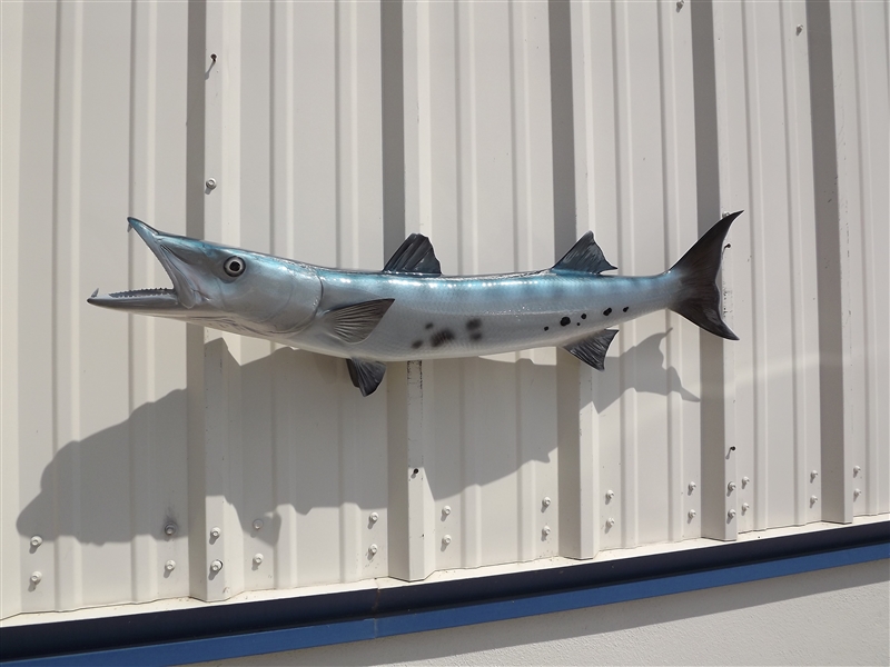 42 Inch Barracuda Fish Mount Replica Reproduction For Sale