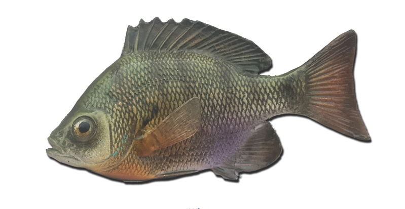 4 Inch Left Facing Bluegill Baitfish Fish Mount Replica Reproduction
