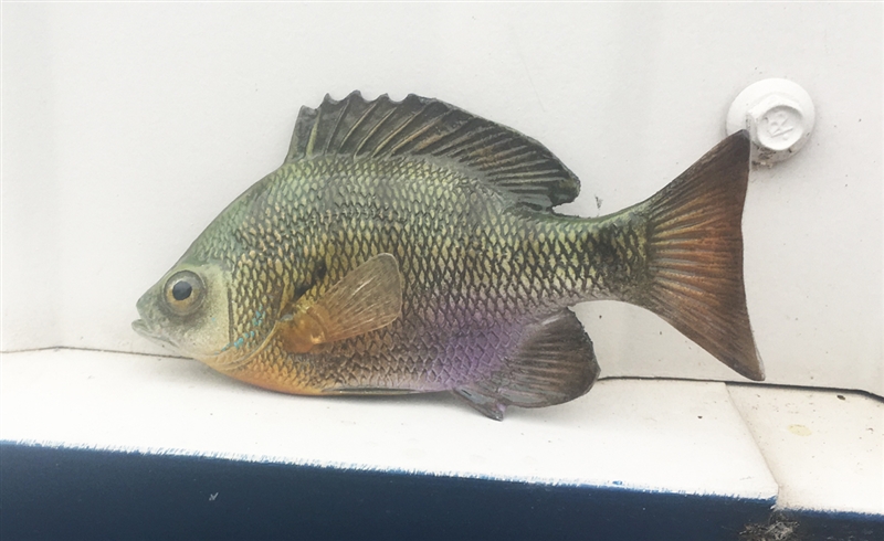 4 Inch Left Facing Bluegill Baitfish Fish Mount Replica Reproduction