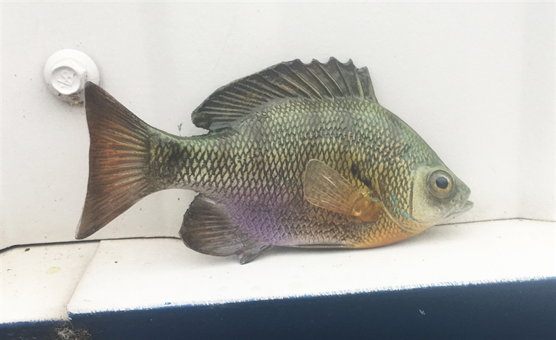 4 Inch Right Facing Bluegill Baitfish Fish Mount Replica Reproduction