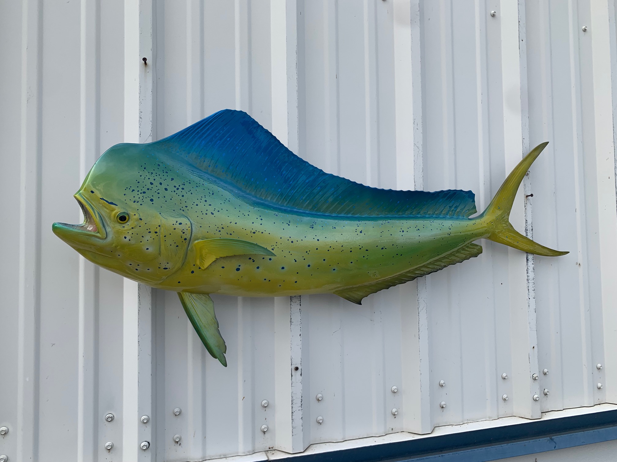 47 Inch Bull Dolphin Fish Mount Replica Reproduction For Sale