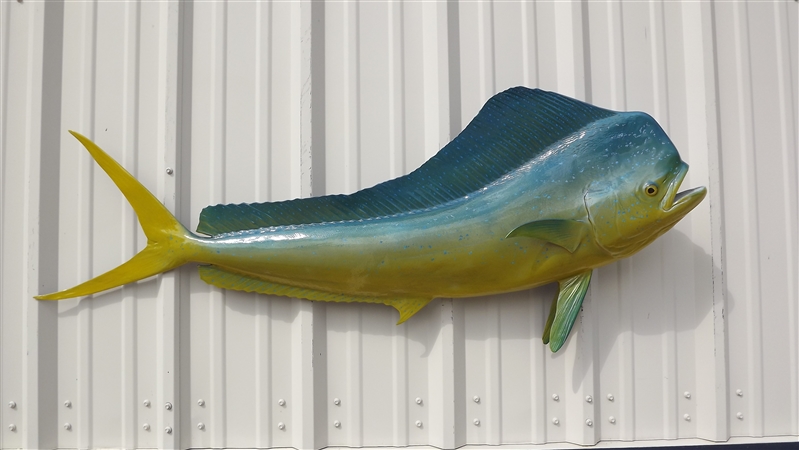 56 Inch Bull Dolphin Mount 56 Inch Bull Dorado Full Mount 56 Inch Bull ...