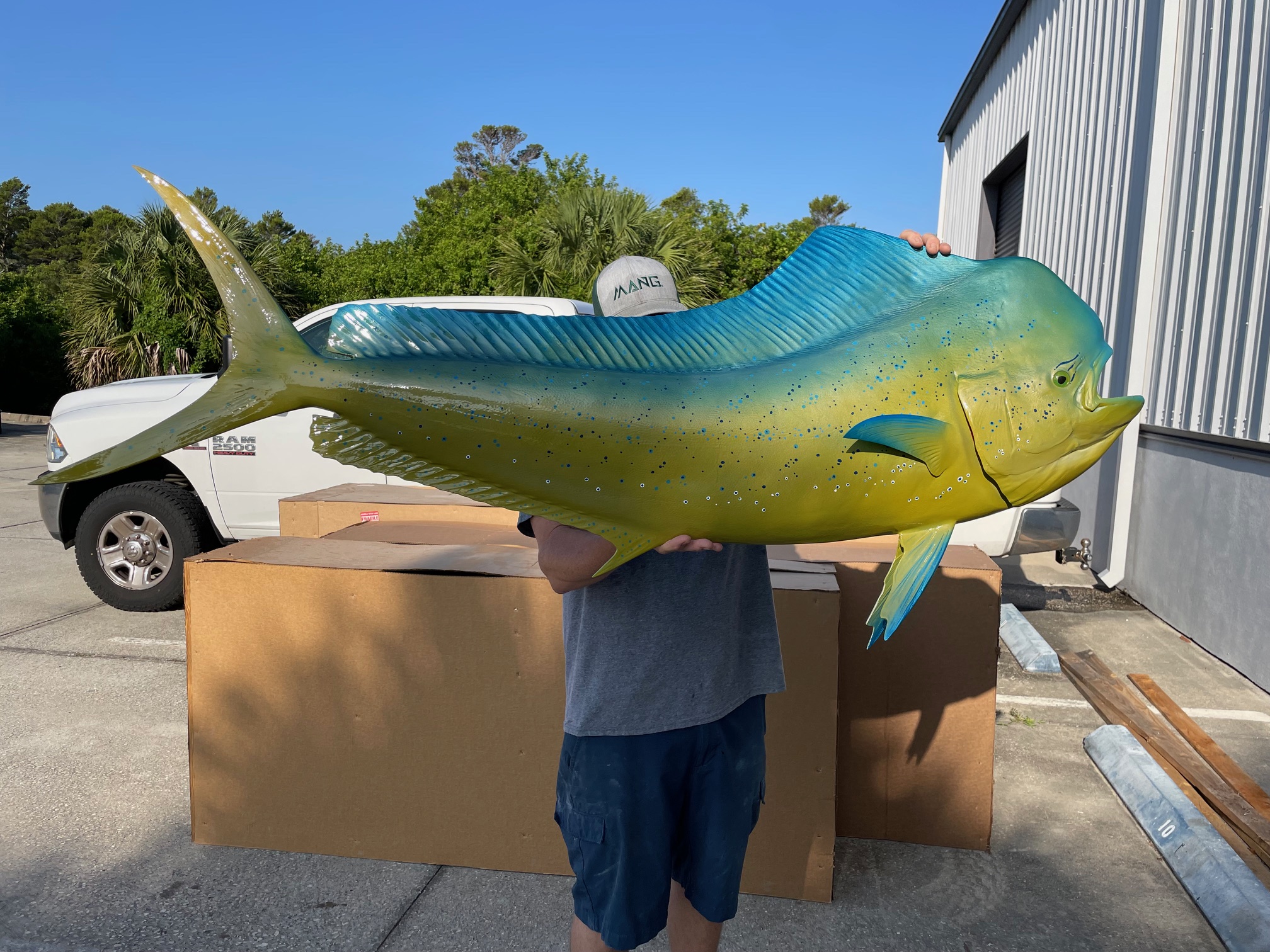 In Stock 62 Inch Bull Dolphin Full Mount In Stock 62 Inch Bull Dorado ...
