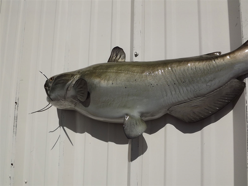 31 Inch Channel Catfish Half Sided Fish Mount Replica Reproduction