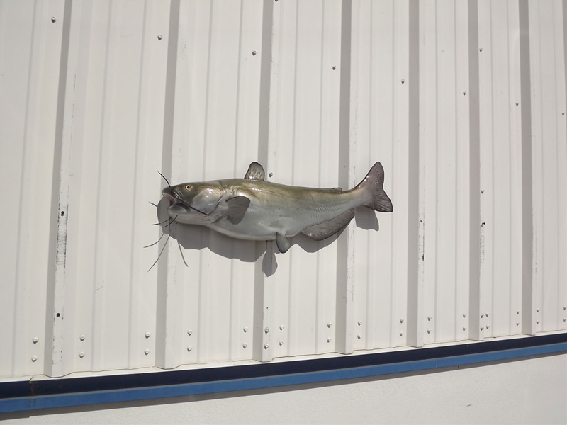 31 Inch Channel Catfish Half Sided Fish Mount Replica Reproduction