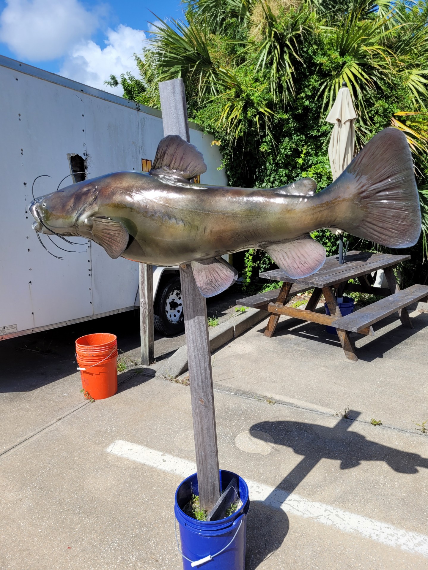 52 Inch Flathead Catfish Mount 52 Inch Flathead Catfish Full Mount 52 ...