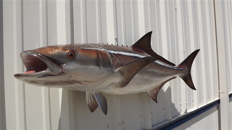 56 Inch Cobia Mount 56 Inch Cobia Full Mount 56 Inch Cobia Replica