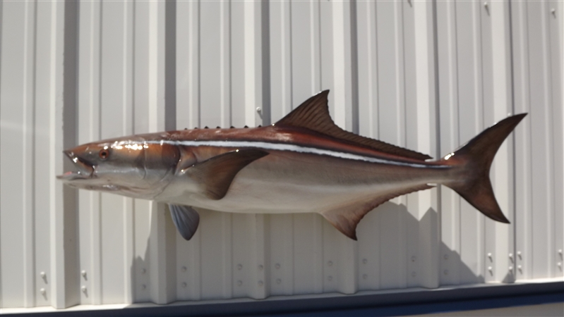 56 Inch Cobia Mount 56 Inch Cobia Full Mount 56 Inch Cobia Replica
