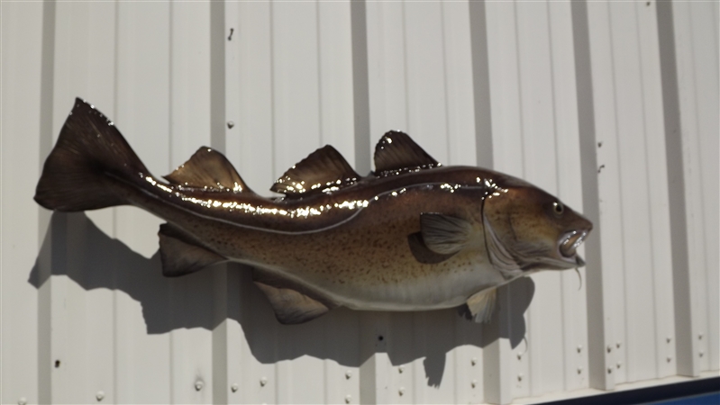43 Inch Atlantic Cod Fish Mount Replica Reproduction For Sale