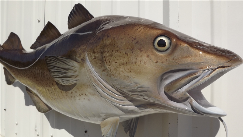 43 Inch Atlantic Cod Fish Mount Replica Reproduction For Sale