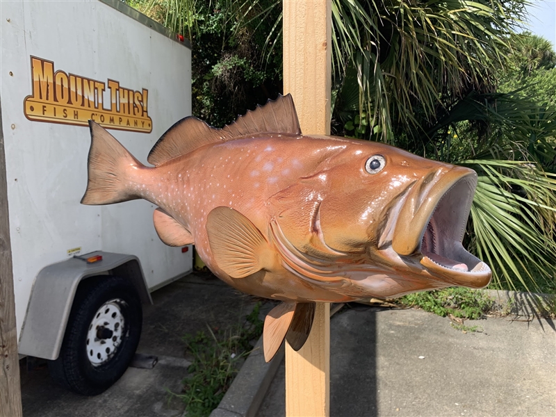 35 Inch Red Grouper Fish Mount Replica Reproduction For Sale