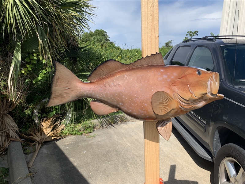 35 Inch Red Grouper Fish Mount Replica Reproduction For Sale