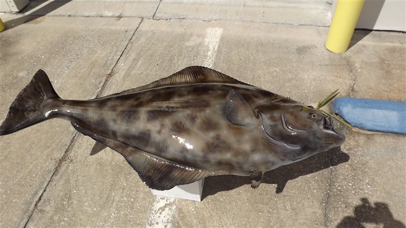61 Inch Halibut Mount 61 Inch Halibut Full Mount 61 Inch Halibut Replica