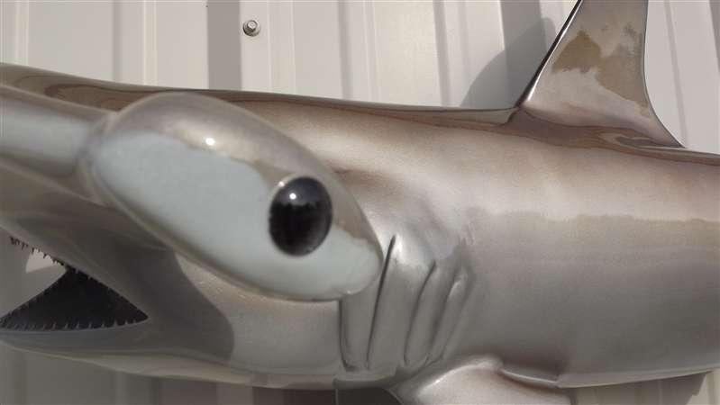 54 Inch Hammerhead Shark Mount Replica Reproduction For Sale