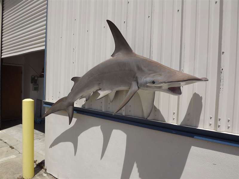 96 Inch Hammerhead Shark Mount Replica Reproduction For Sale