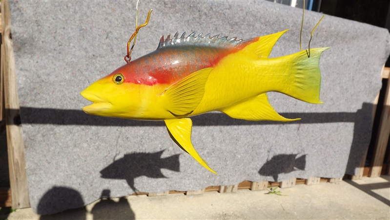 15" Spanish Hogfish, 3D fish mount replica - Suspension fish mount
