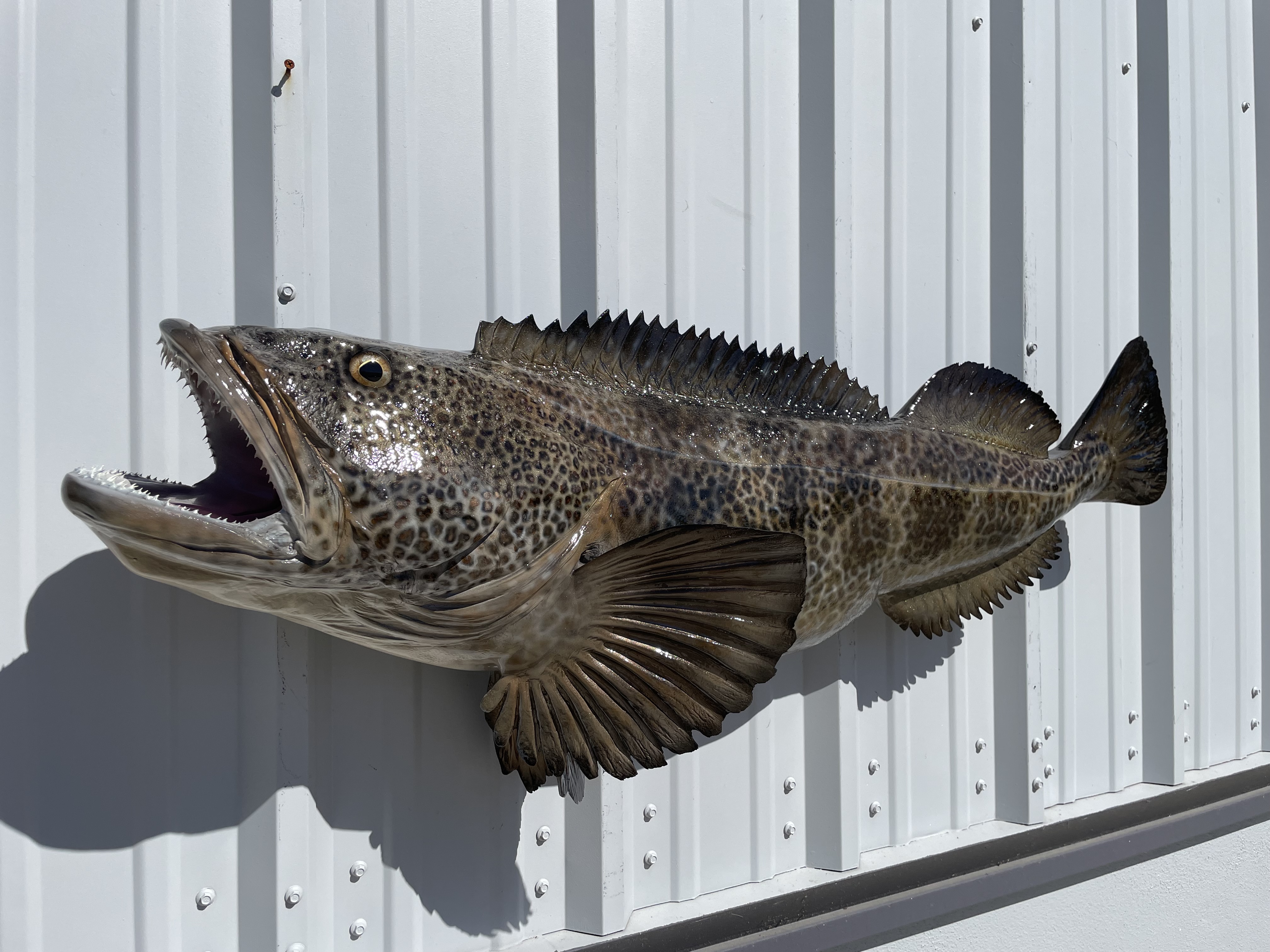 50 Inch Lingcod Mount 50 Inch Lingcod Full Mount 50 Inch Lingcod Replica