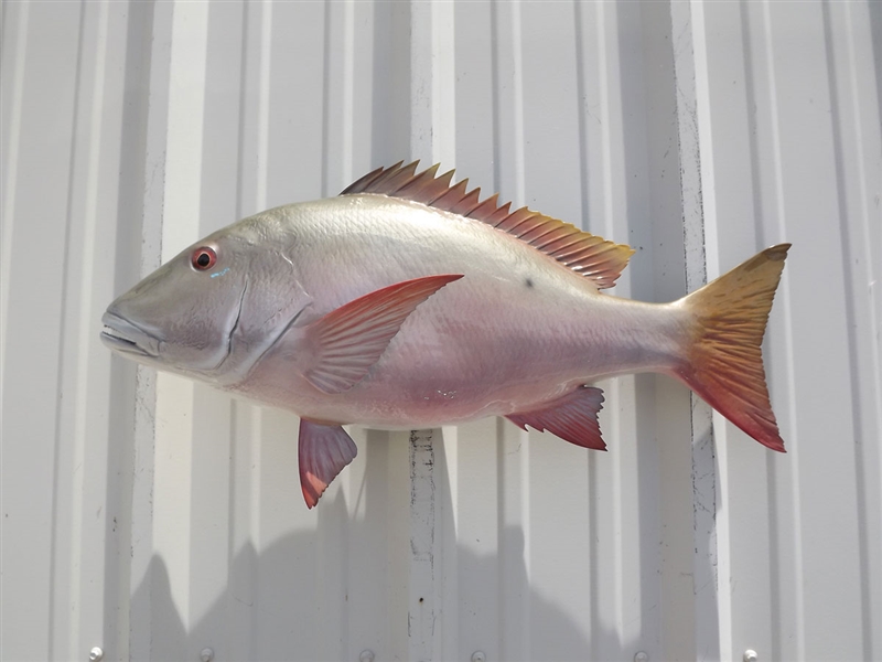 28 Inch Mutton Snapper Fish Mount 28 Inch Mutton Snapper Fish Replica