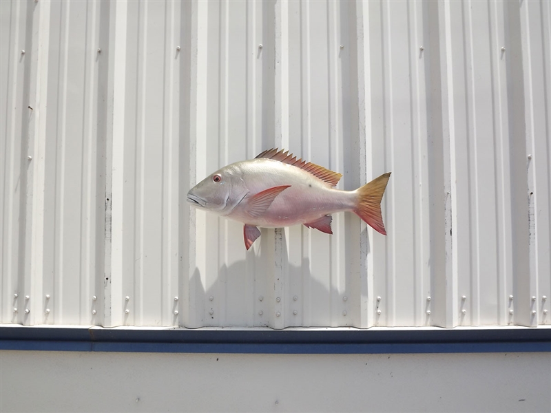 28 Inch Mutton Snapper Fish Mount 28 Inch Mutton Snapper Fish Replica