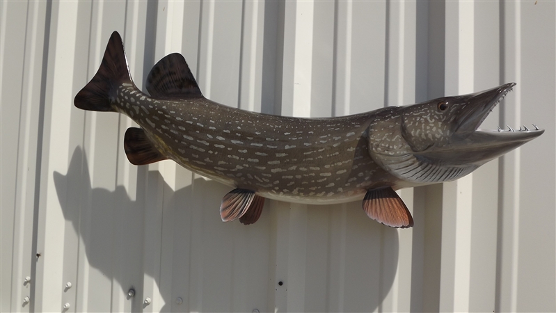35 Inch Northern Pike UP Curve Fish Mount Replica Reproduction