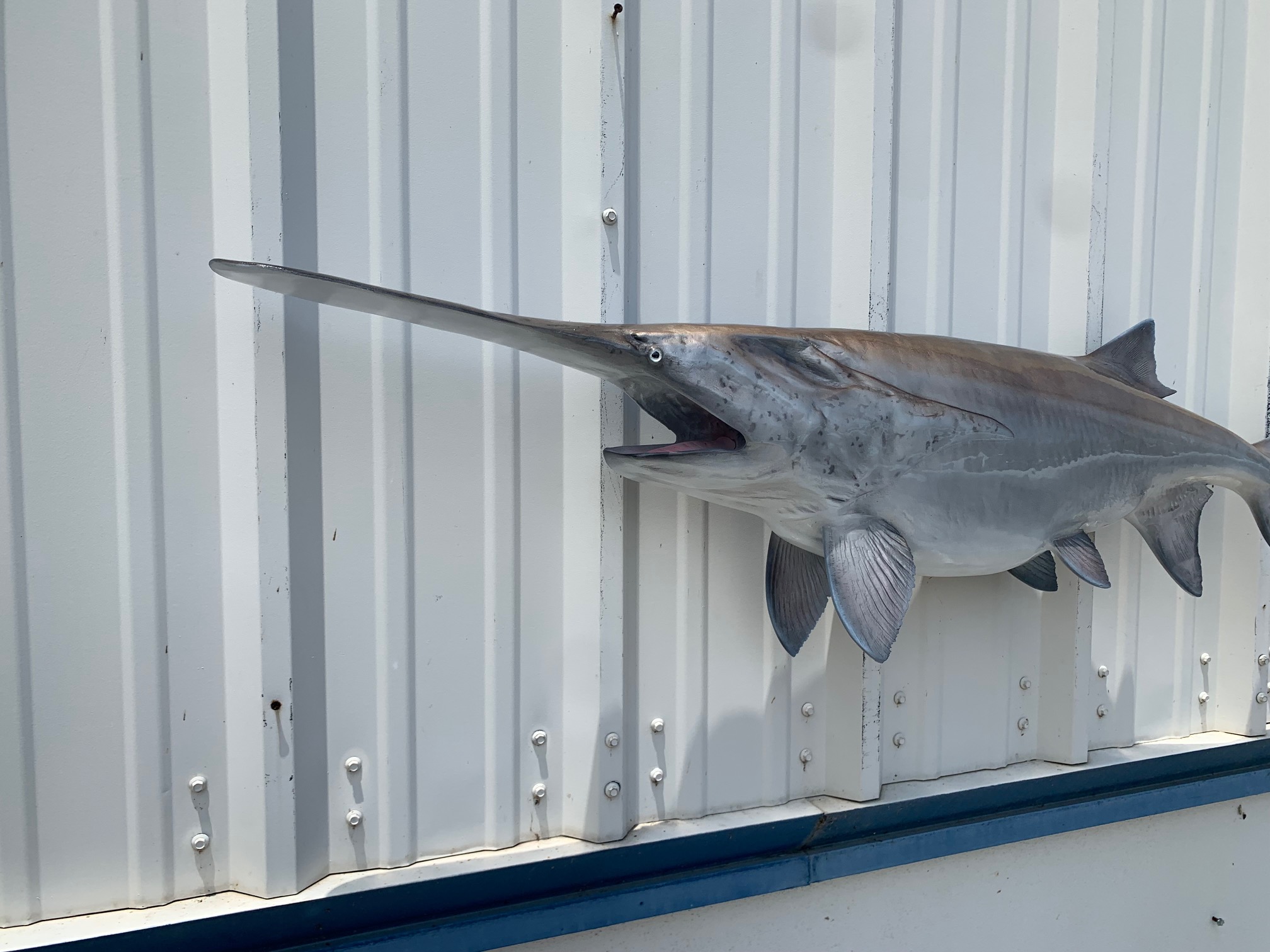 50 Inch Paddlefish Fish Mount Replica Reproduction For Sale