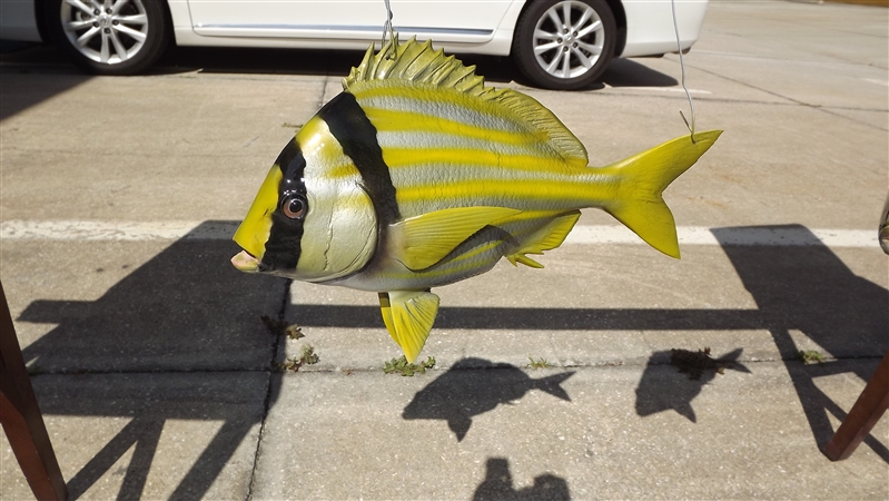 10" Porkfish, 3D fish mount replica - Suspension fish mount