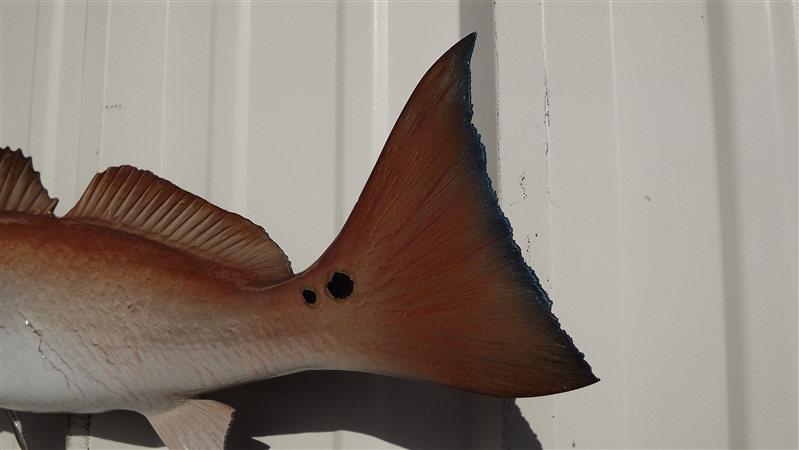 22 Inch Redfish Fish Mount Replica Reproduction For Sale