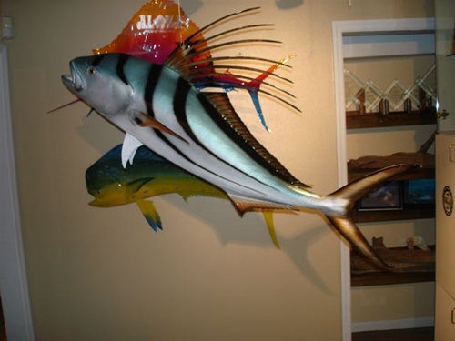 43 Inch Roosterfish 3D Suspension Mount Replica Reproduction For Sale