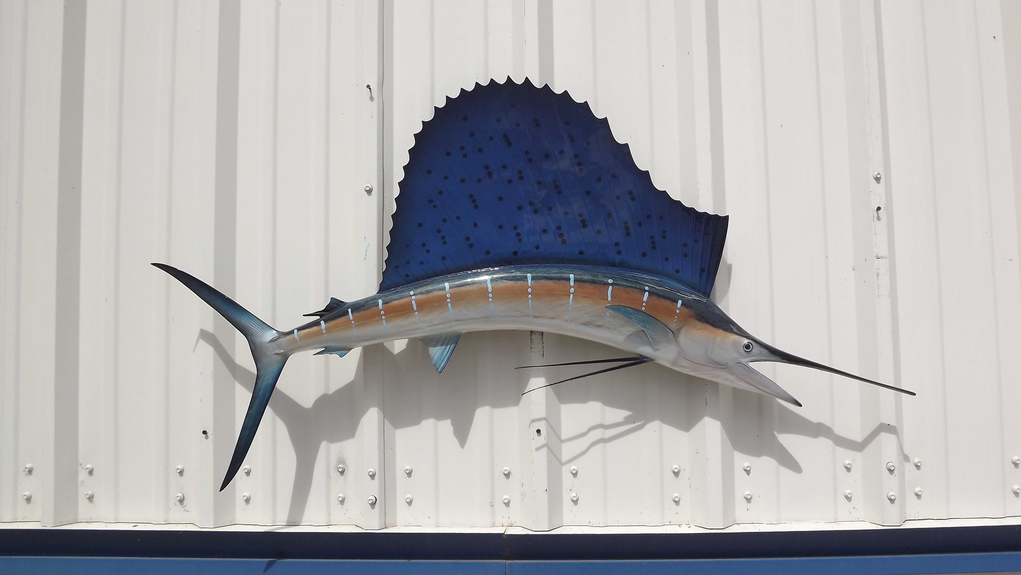 52 Inch Sailfish Fish Mount Replica Reproduction For Sale